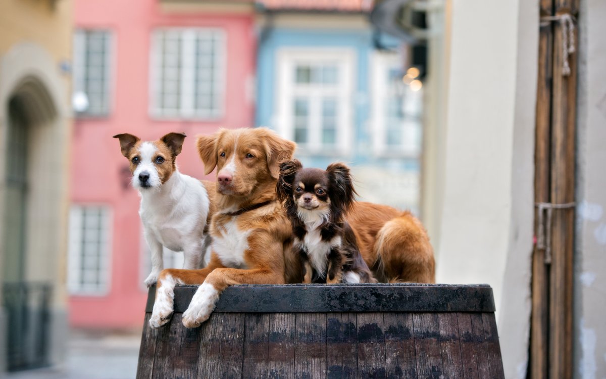Dog Special-Fit / Fokker Petfood
